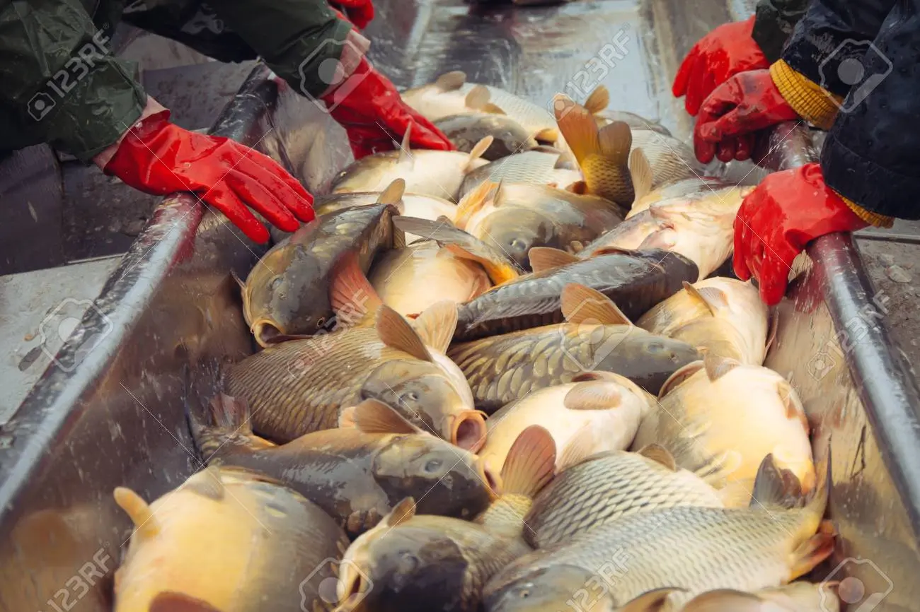 Biomasa de peces: gestión sostenible y recurso vital | ORI ALNITAK