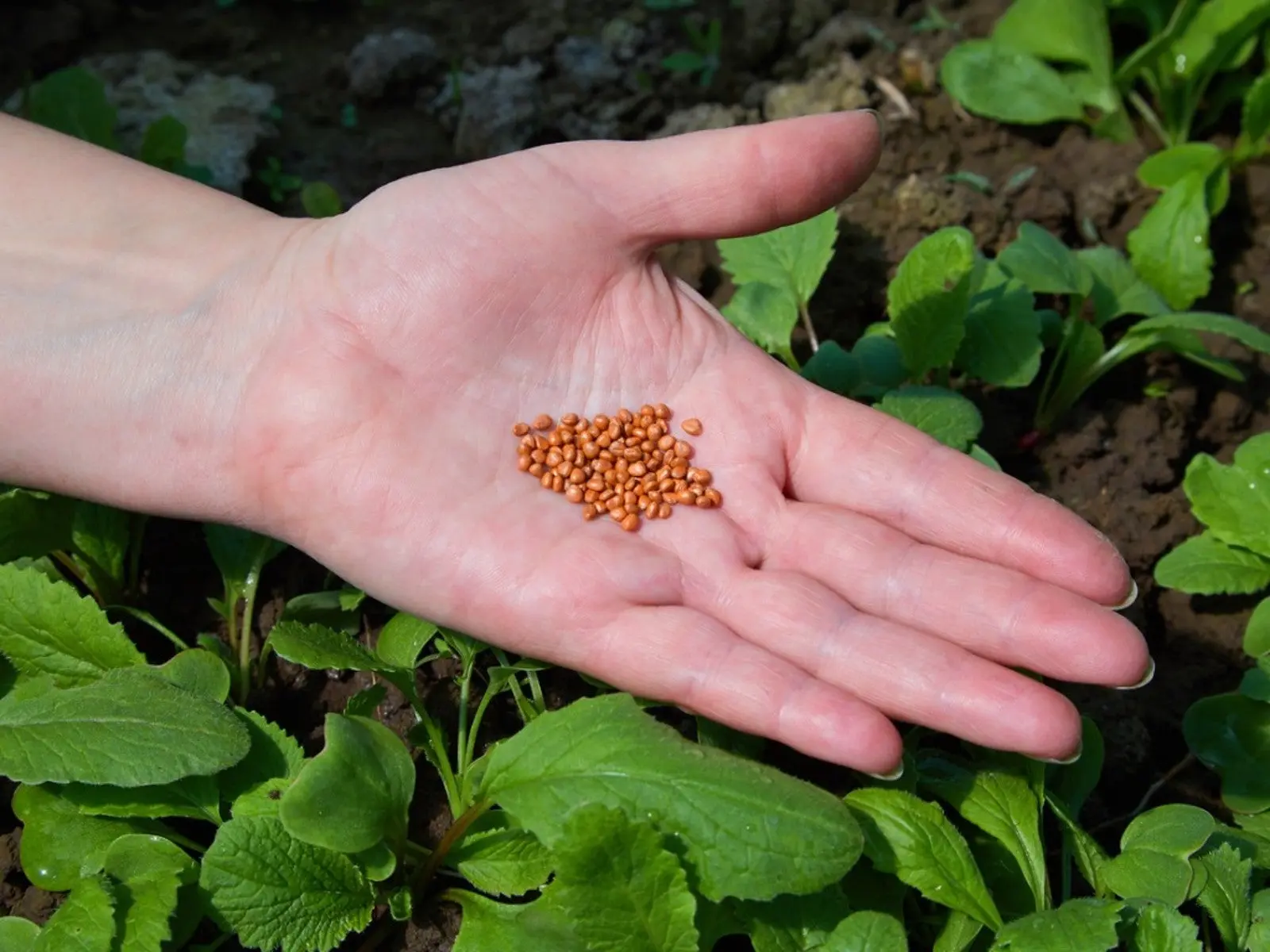 Semillas peleteadas: ¡Revolucionando la agricultura! | ORI ALNITAK